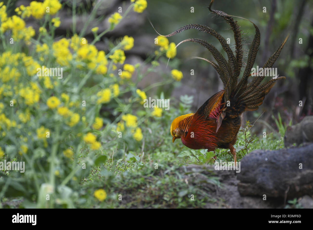 Golden pheasant (Chrysolophus pictus) male on the ground, tail ruffled ...
