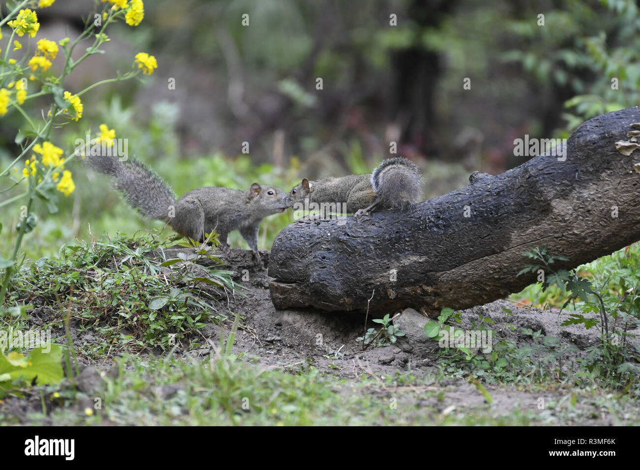 Two Squirrels Stock Photos & Two Squirrels Stock Images - Alamy