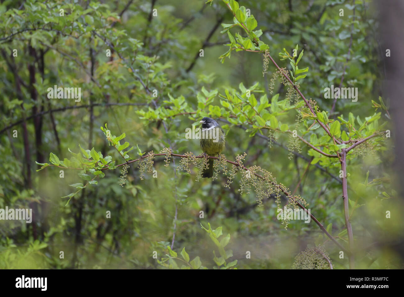 Collared Finchbill (Spizixos semitorques) on a branch, Shanxii, China ...