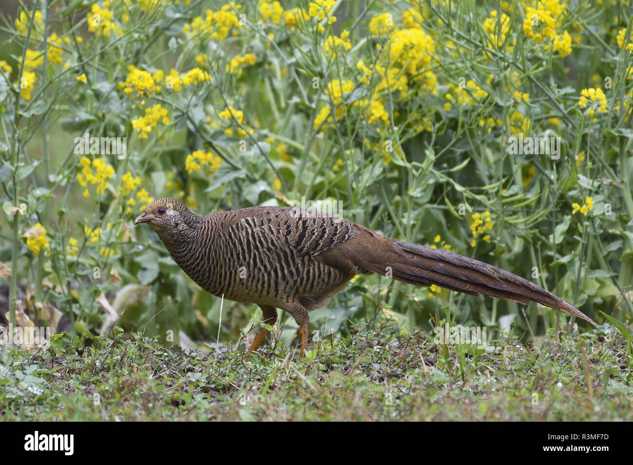 Golden pheasant (Chrysolophus pictus) female on the ground, Shanxii ...