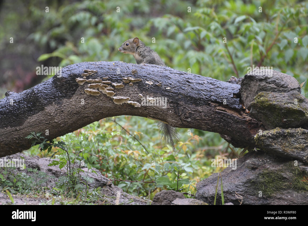 Perny's Long-nosed Squirrel (Dremomys pernyi) on a trunk, Shanxii ...