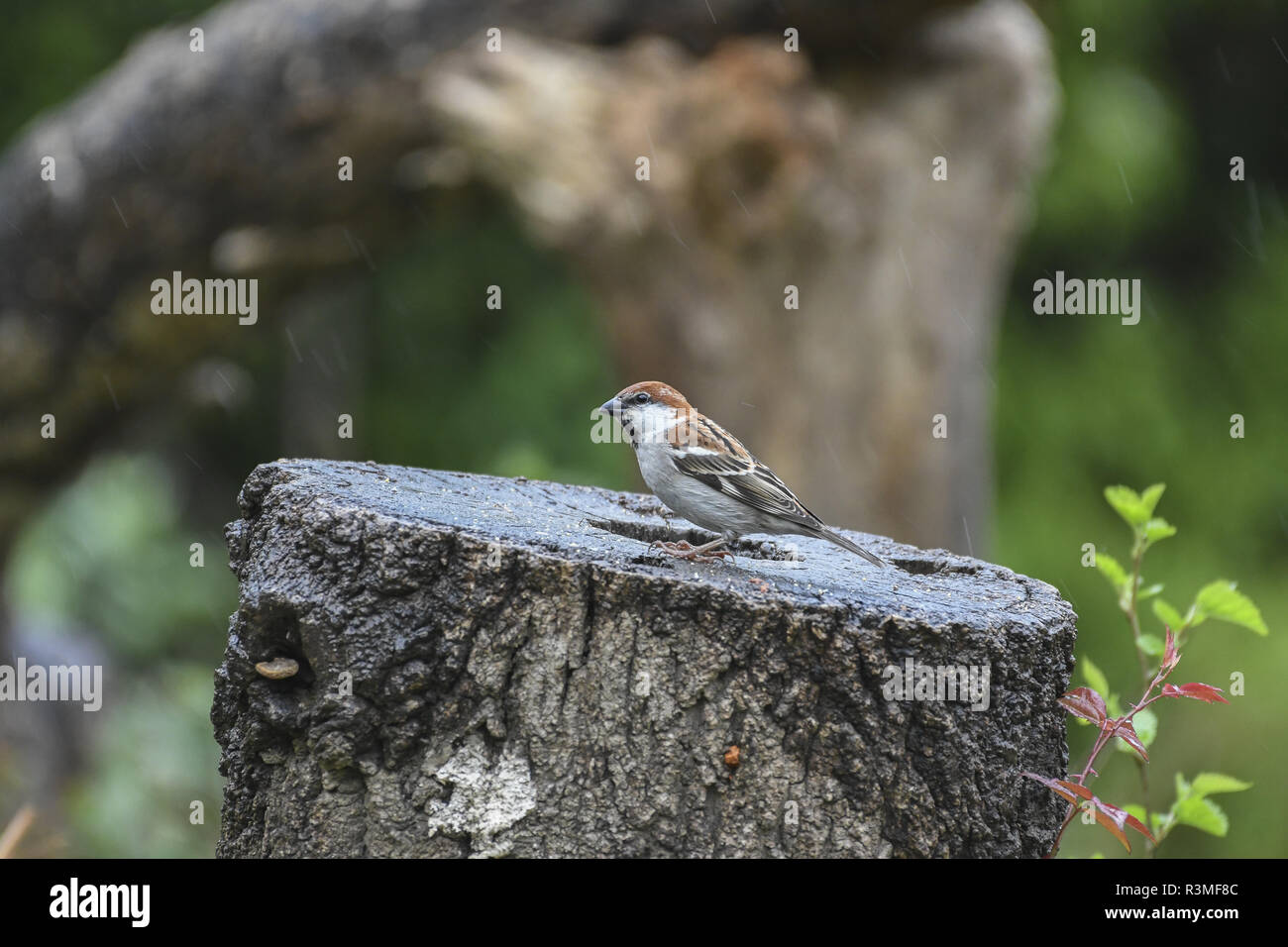 Russet Sparrow (Passer rutilans) under the rain, Shanxii, China Stock ...