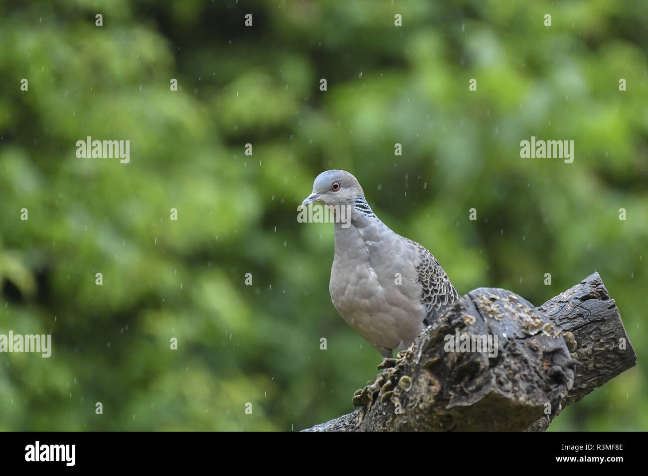 Oriental Turtle-Dove (Streptopelia orientalis) under the rain, Shanxii ...