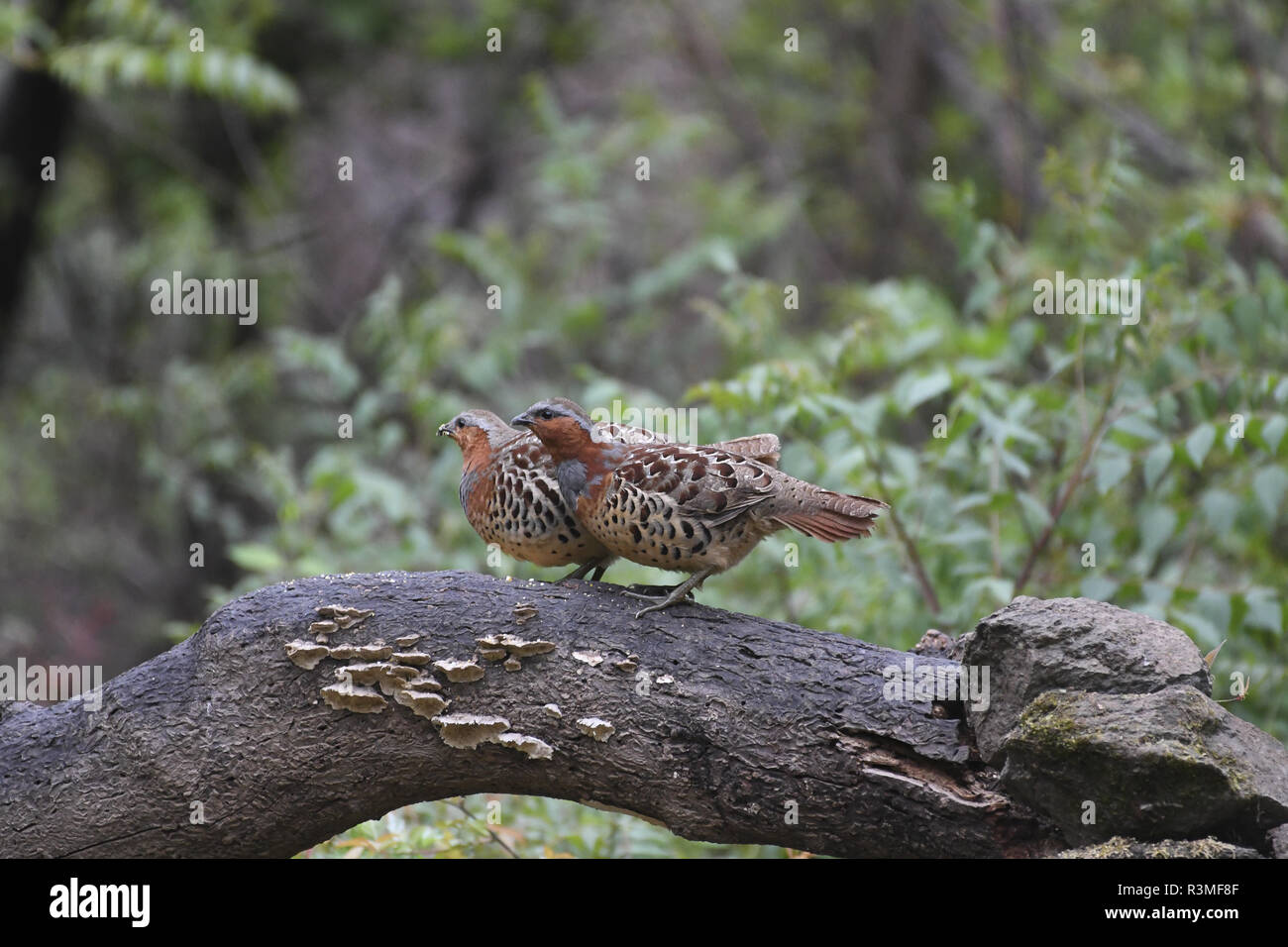 Chinese bamboo partridge (Bambusicola thoracicus) on a trunk, Shanxii ...