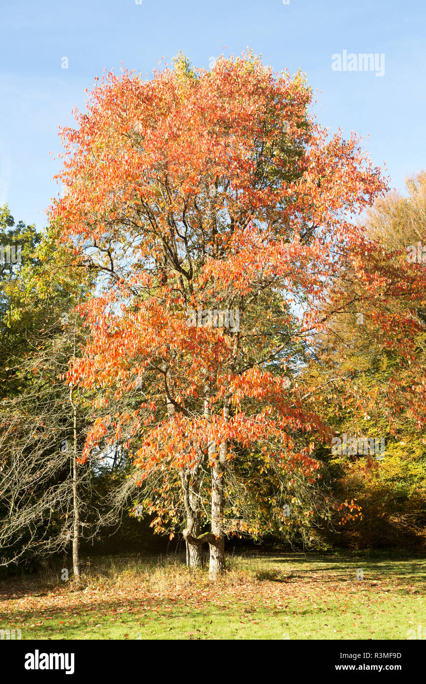 Tupelo tree hi-res stock photography and images - Alamy