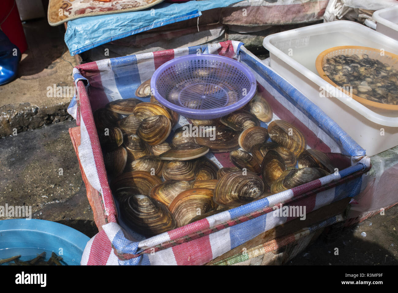 Mussel (Anodonta sp) sold in the market of Dali, Yunnan, China Stock ...