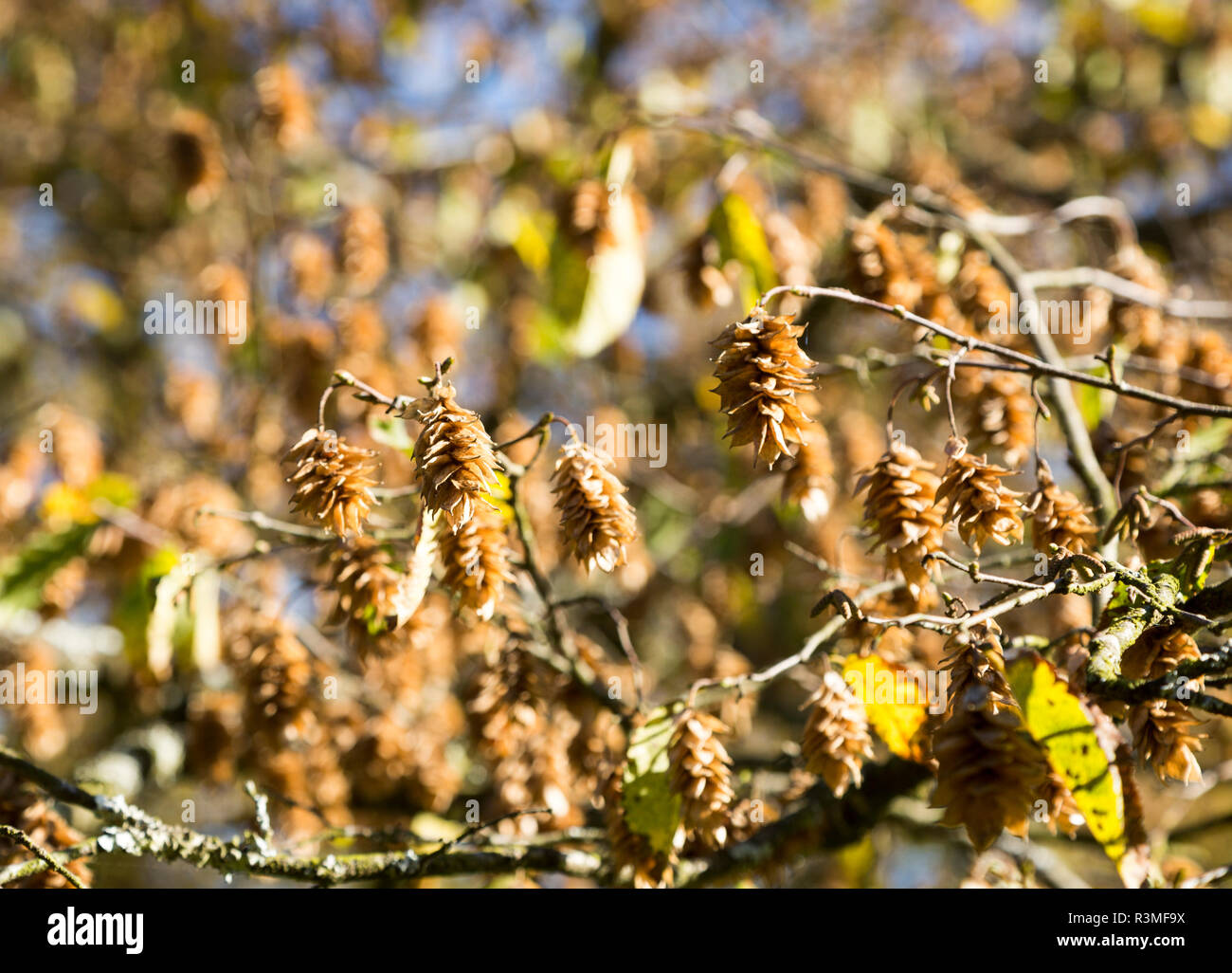 Hop hornbeam tree, Ostrya carpinifolia, National arboretum, Westonbirt ...