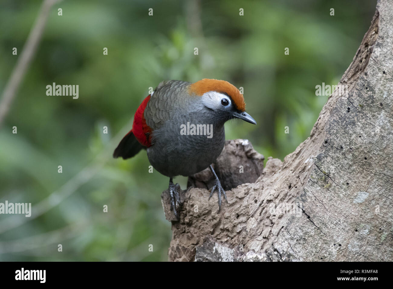 Red-tailed laughingthrush (Trochalopteron milnei) on a trunk ...