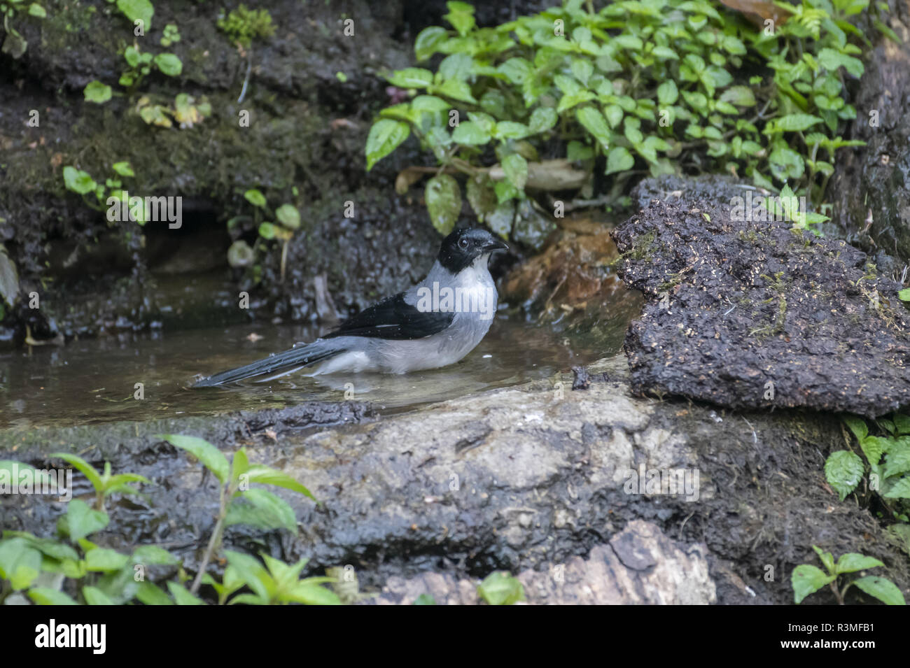 Black-headed Sibia (Heterophasia desgodinsi) bathing, Gaoligongshan ...