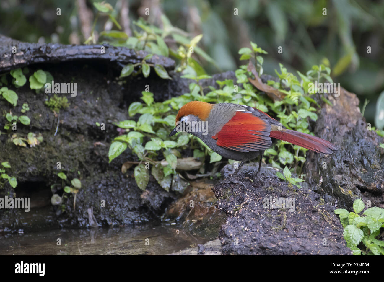 Red-tailed laughingthrush (Trochalopteron milnei) on bank ...