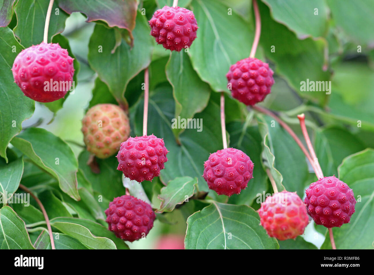 the scarlet fruits of the cornus kousa Stock Photo - Alamy