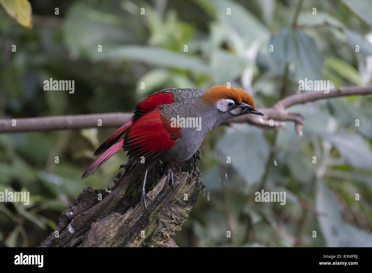Red tailed laughingthrush garrulax milnei adult hi-res stock ...