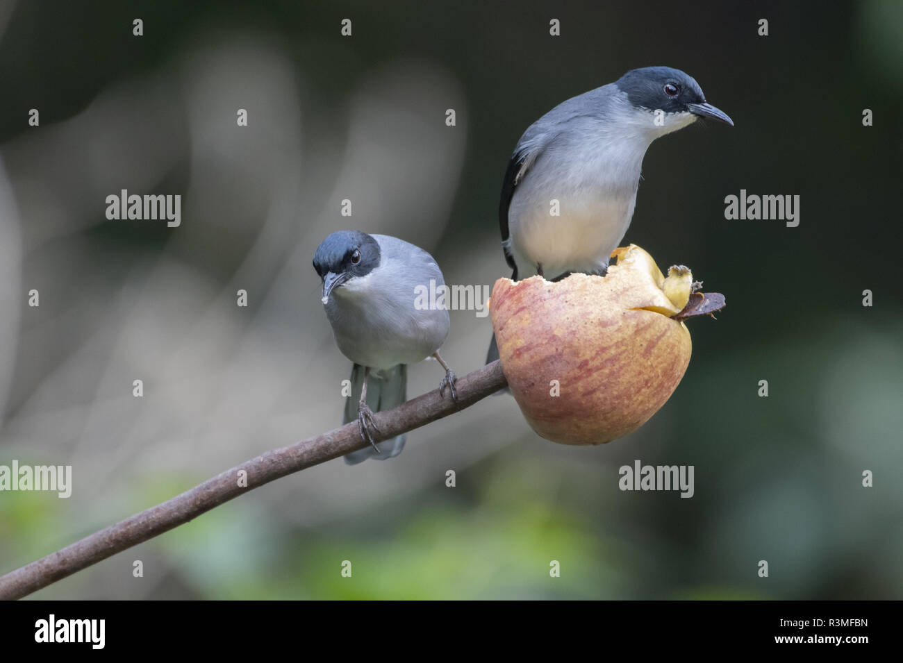 Black-headed Sibia (Heterophasia desgodinsi) mangeant une pomme, Gaoligongshan, Yunnan, China ...