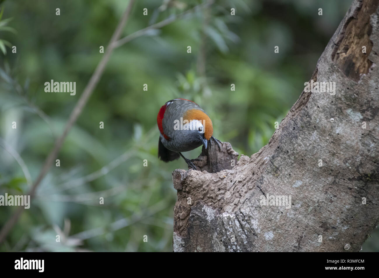Red-tailed laughingthrush (Trochalopteron milnei) on a trunk ...