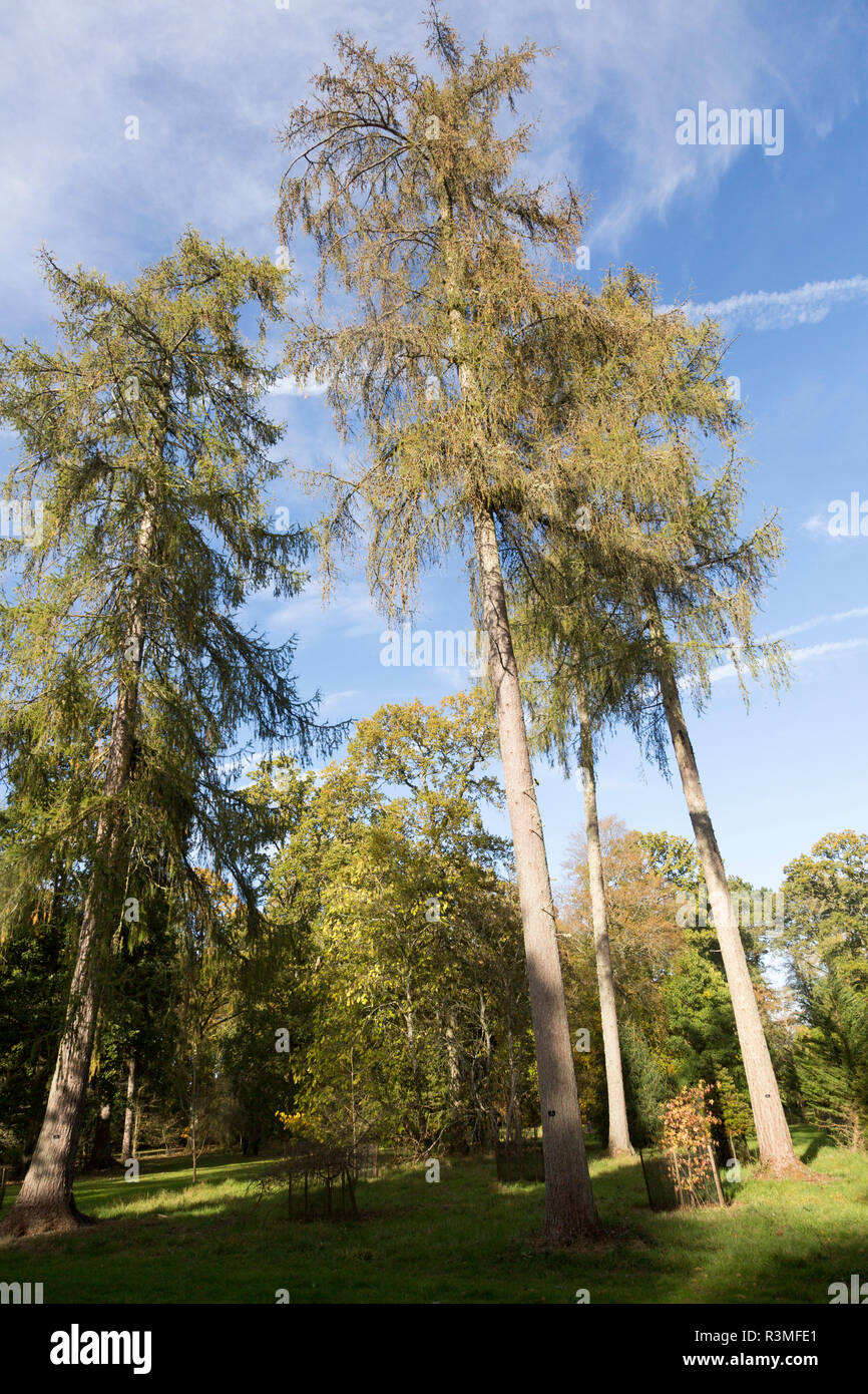 European larch tree, Larix decidua, National arboretum, Westonbirt ...