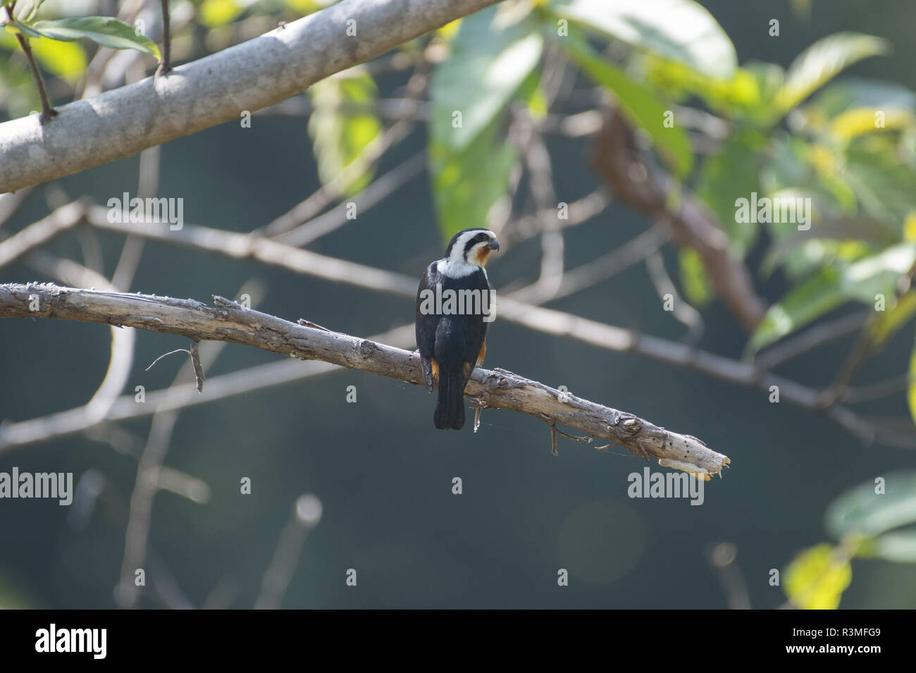 Microhierax hi-res stock photography and images - Alamy