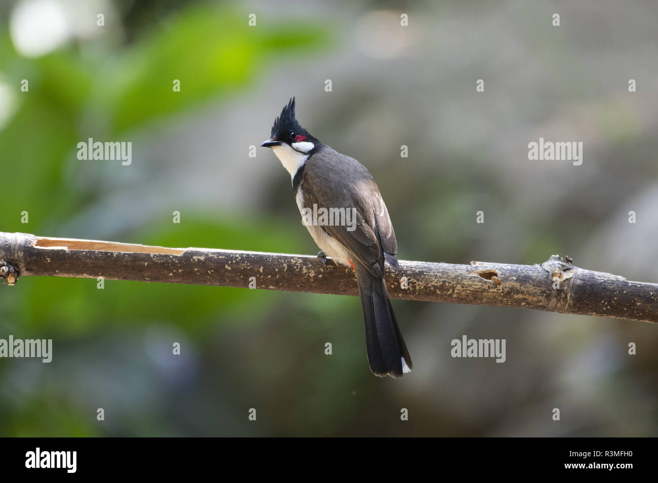 Red-whiskered Bulbul (Pycnonotus jocosus) on a branch, Tongbiguan ...