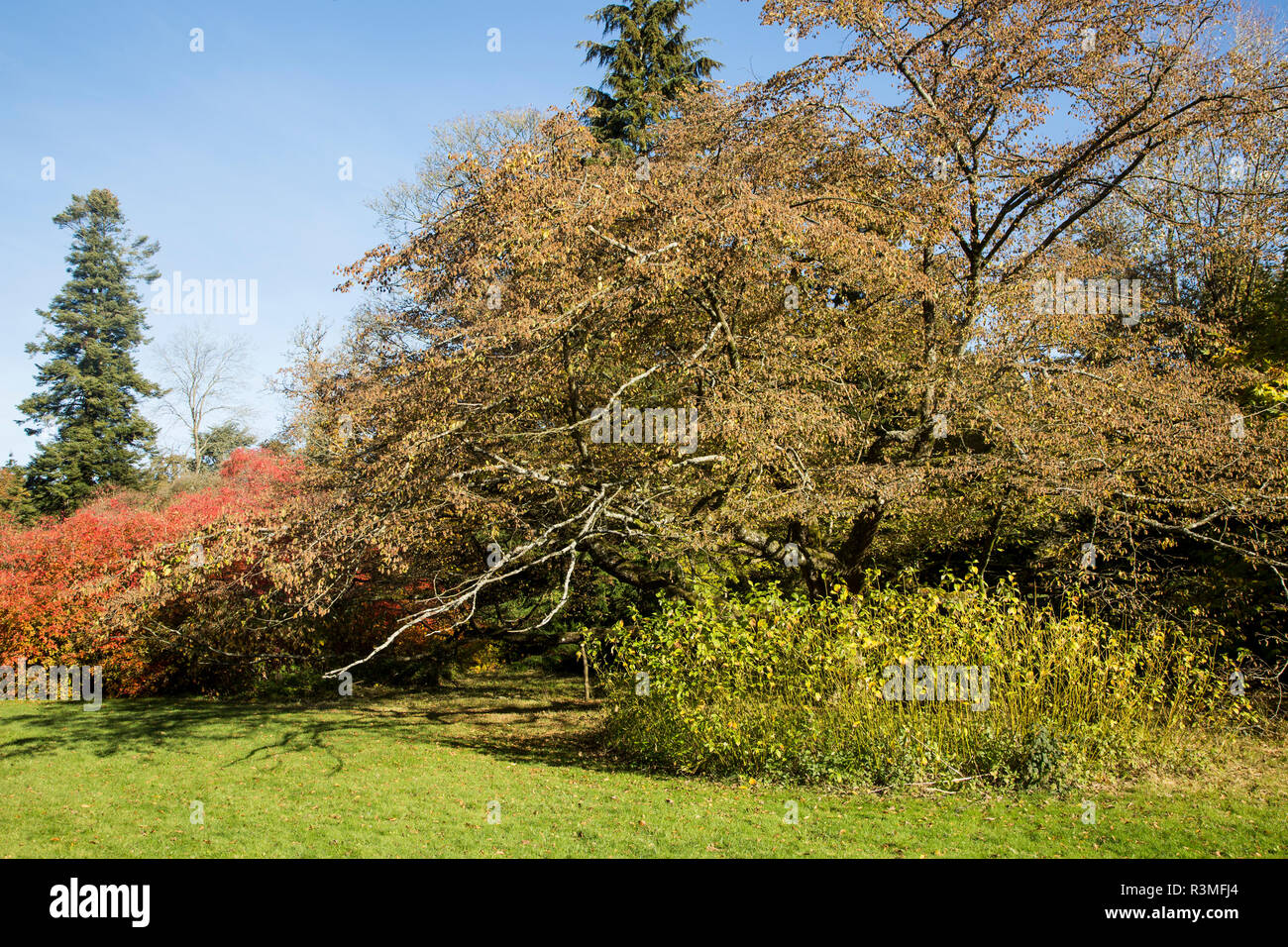 Hop hornbeam tree, Ostrya carpinifolia, National arboretum, Westonbirt ...
