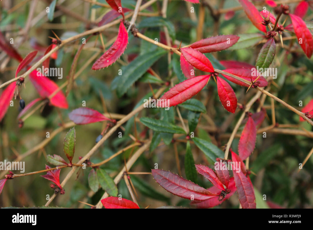 Kra ftiges hi-res stock photography and images - Alamy