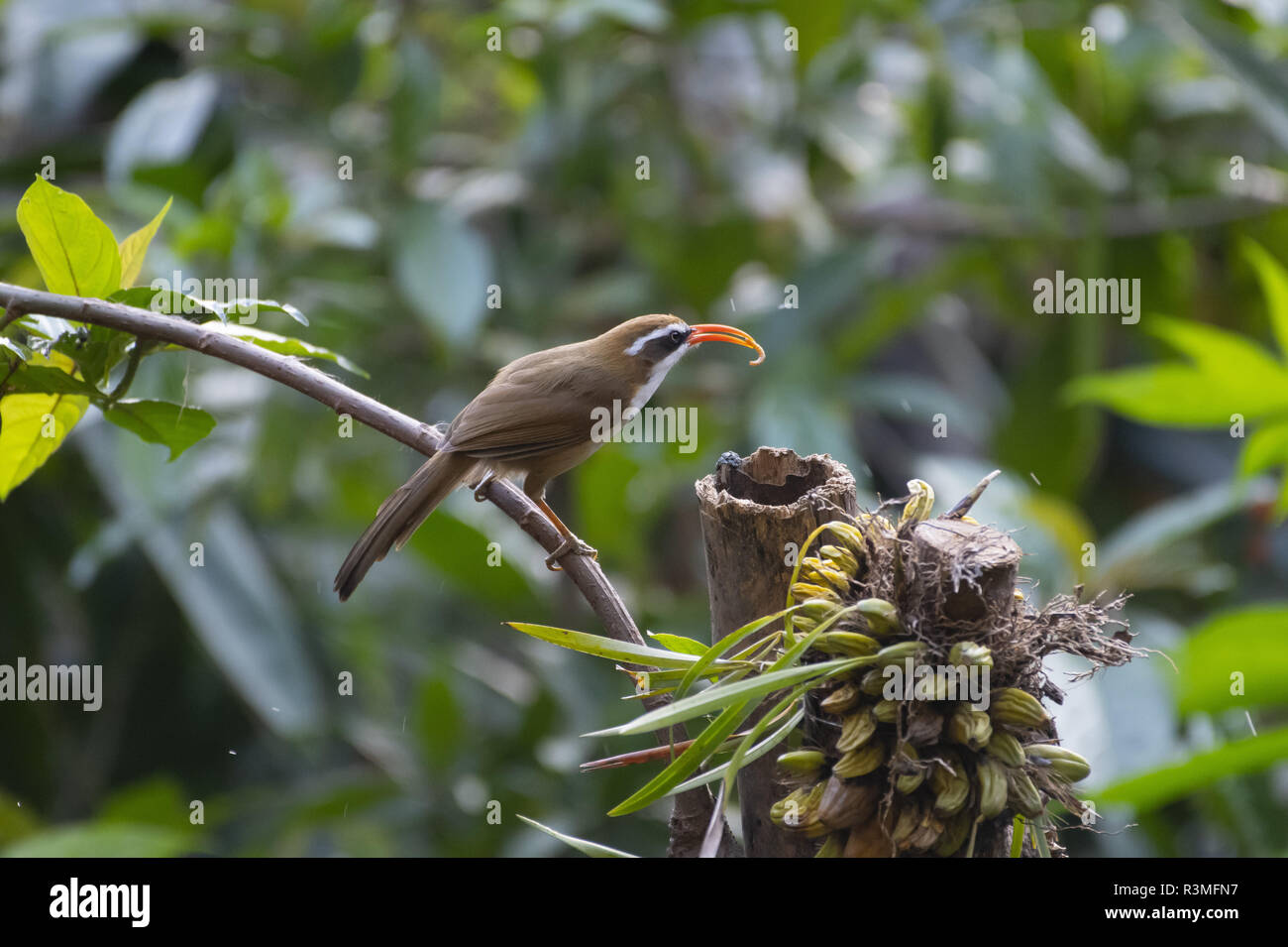 Red-billed Scimitar-babbler (Pomatorhinus ochraceiceps) on a branch ...