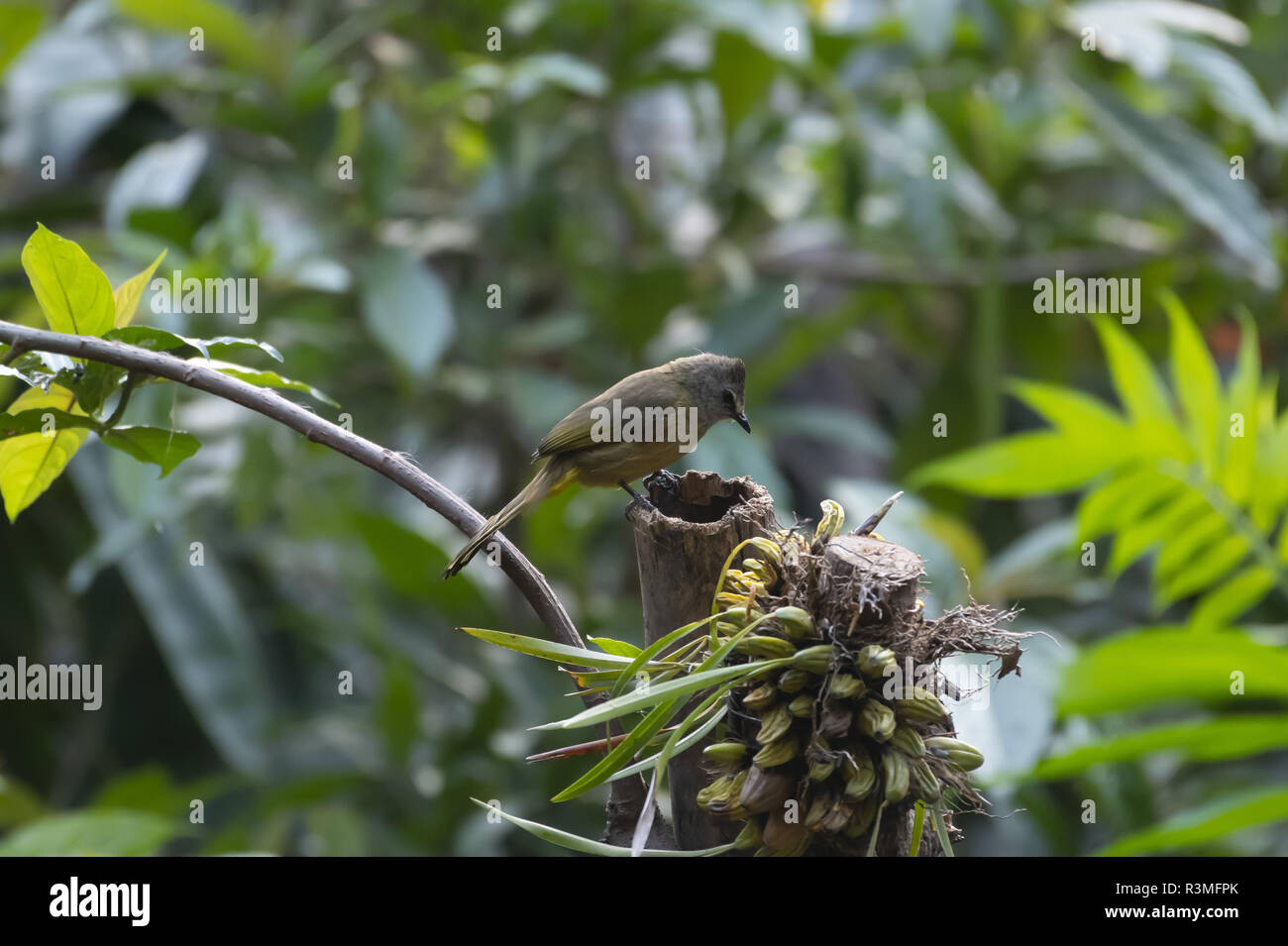 Flavescent Bulbul (Pycnonotus flavescens) on a branch, Tongbiguan ...
