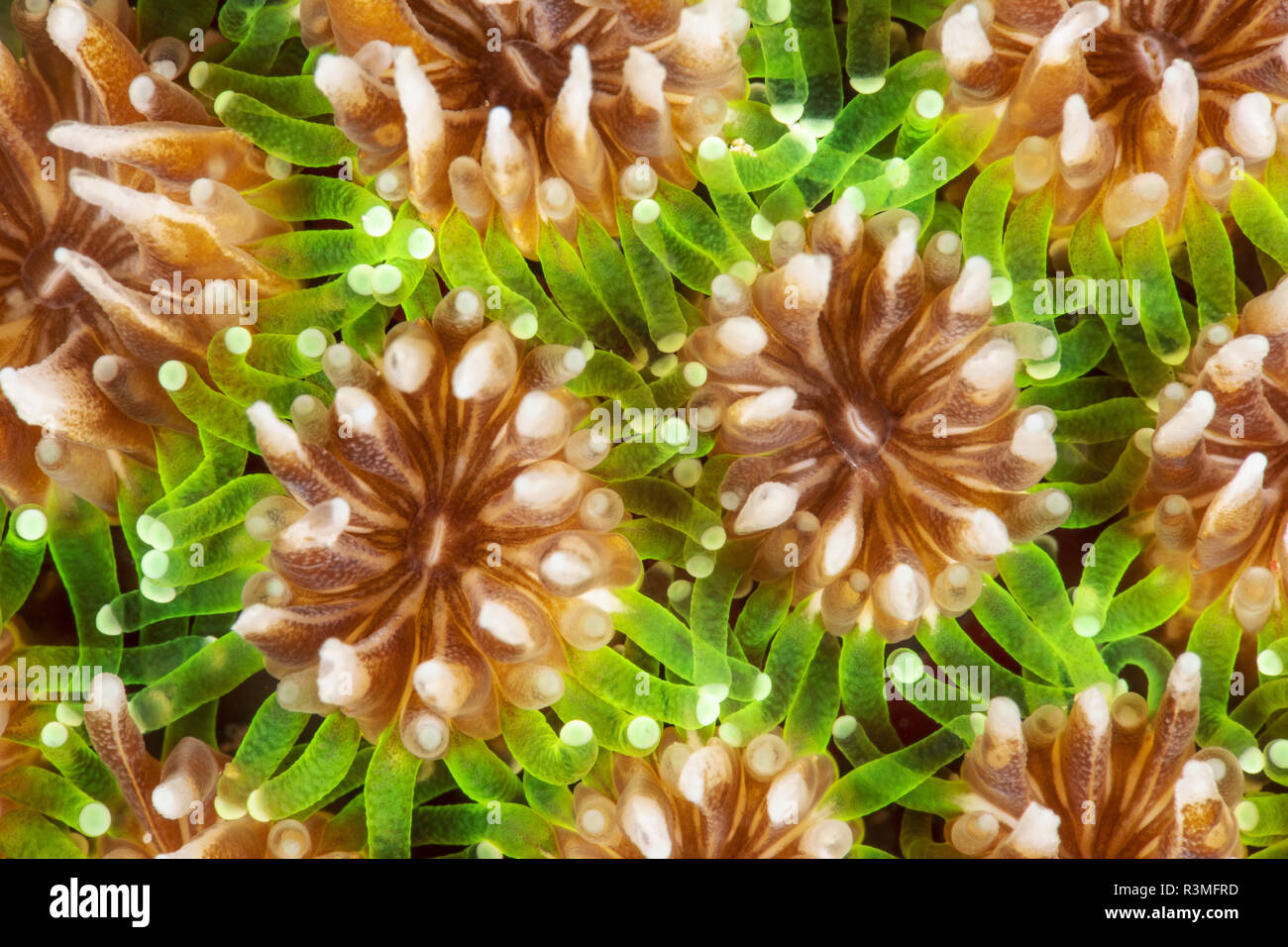 Grass Coral polyps (Galaxea fascicularis), Mayotte Stock Photo - Alamy
