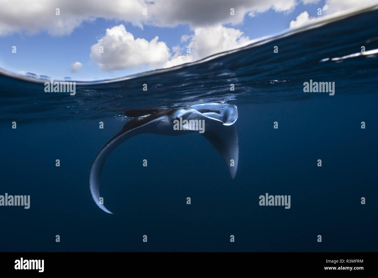 Young Reef manta ray (Mobula alfredi) having found refuge in a small ...