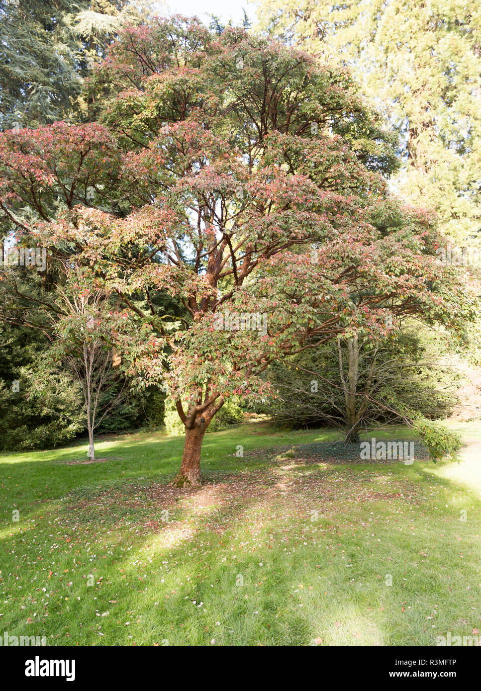 Paperbark maple tree, acer griseum, National arboretum, Westonbirt ...
