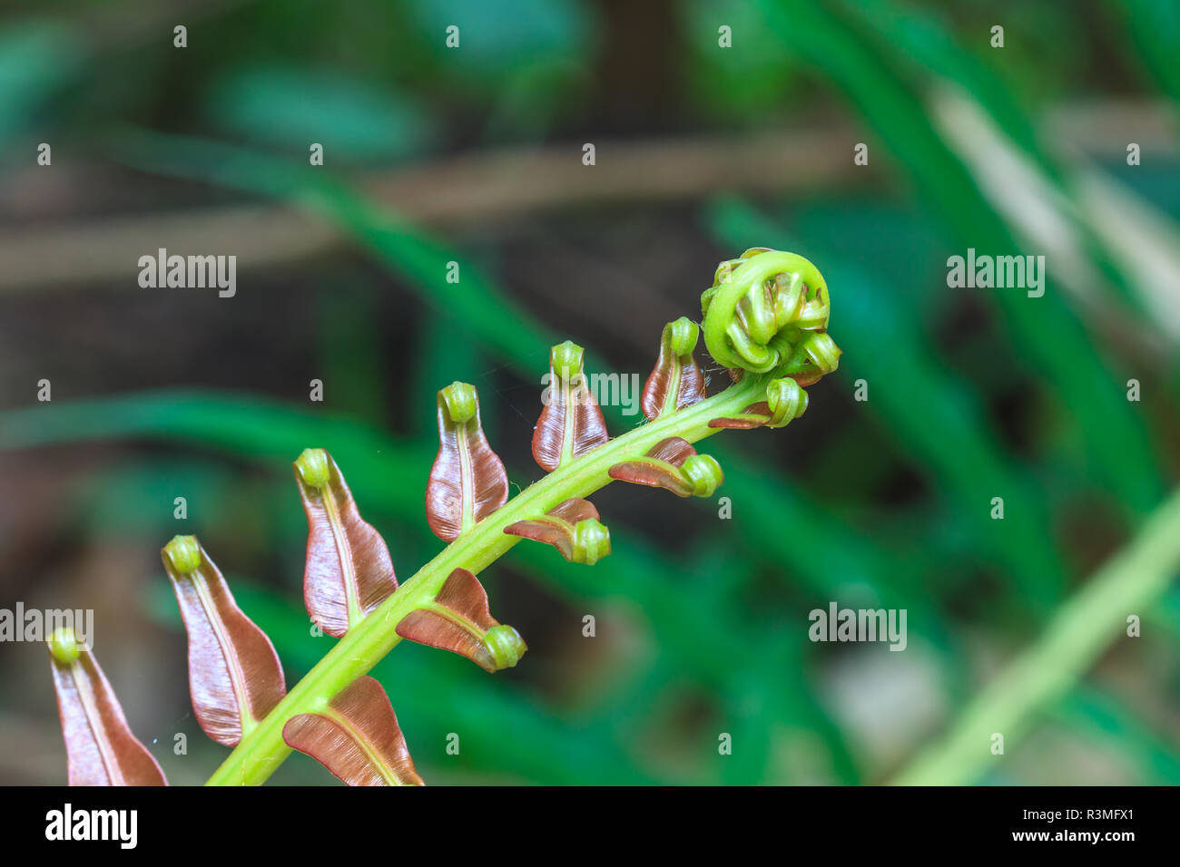 Helical growth hi-res stock photography and images - Alamy