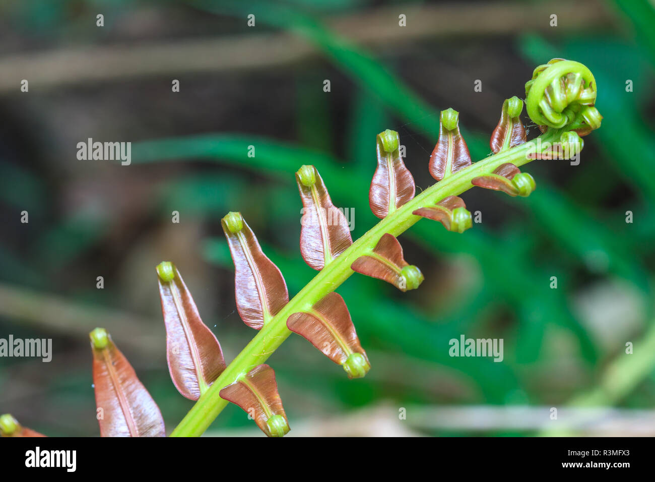 Helical growth hi-res stock photography and images - Alamy