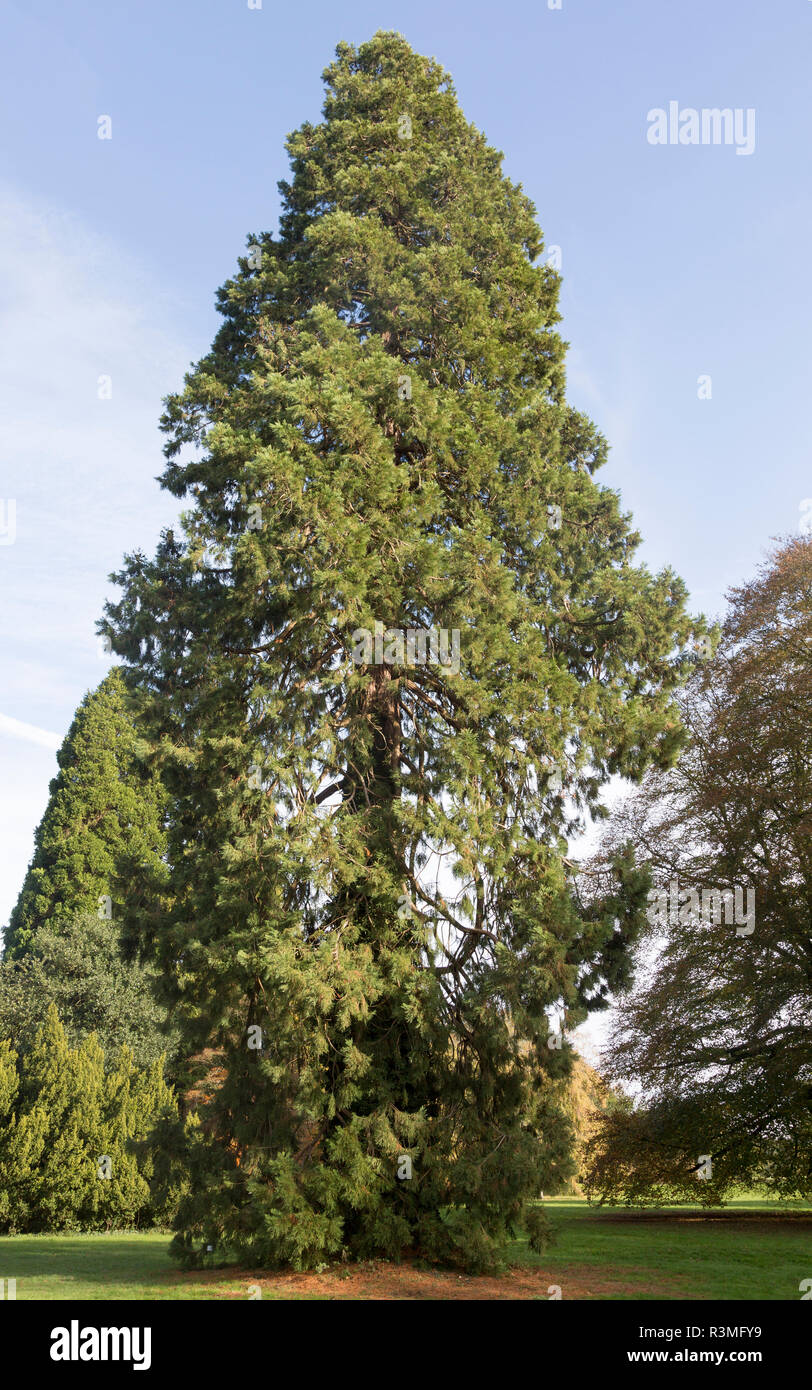Wellingtonia tree, sequioadendron giganteum, National arboretum ...