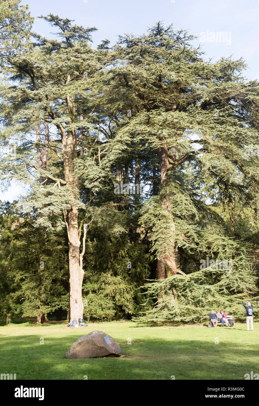 Atlas cedar england hi-res stock photography and images - Alamy