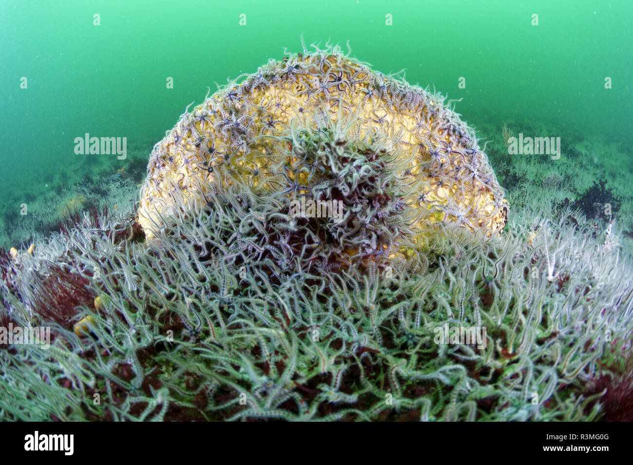 Grouping of Common brittle-star (Ophiothrix fragilis) - 20 meters deep ...