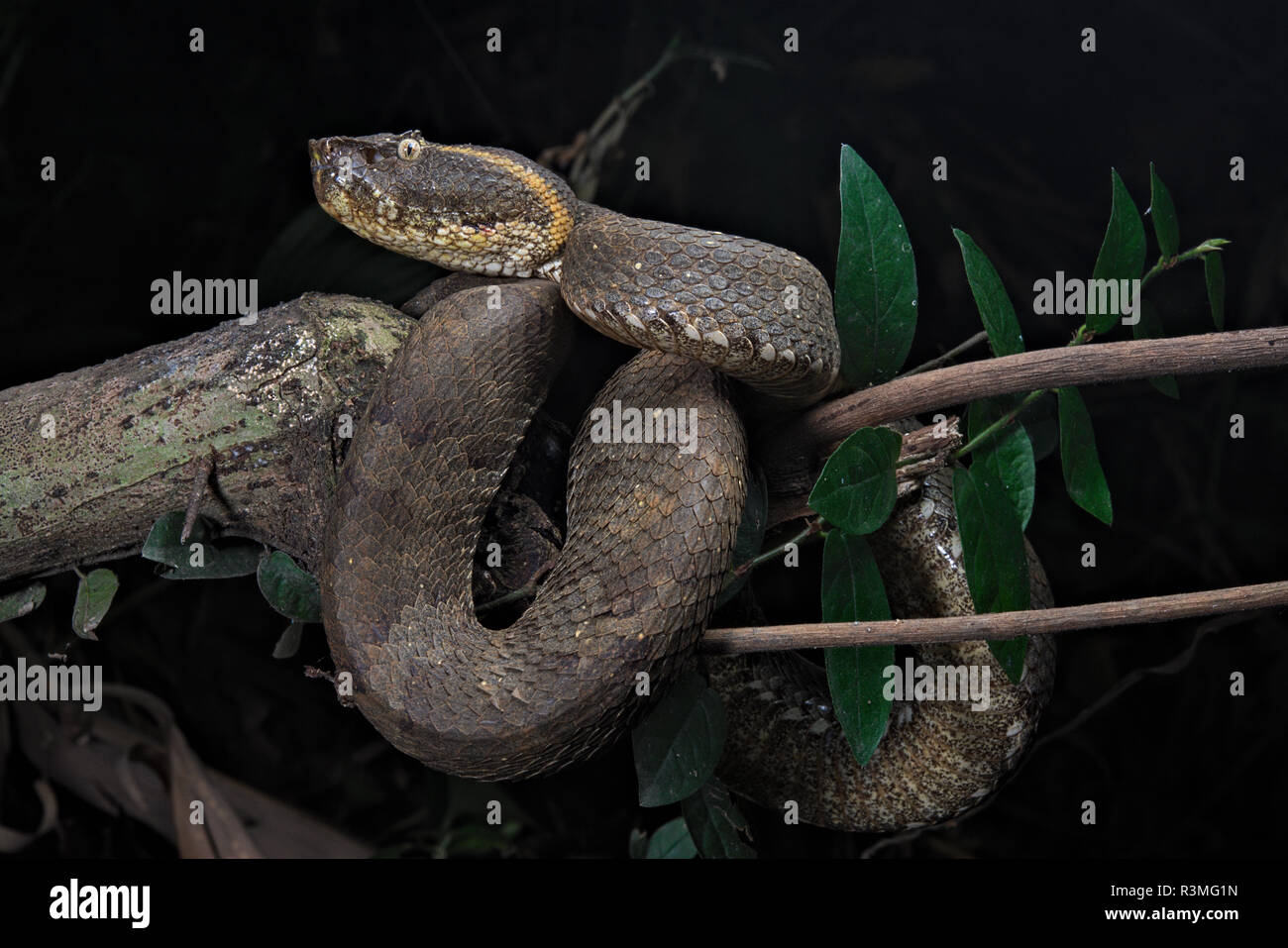 Flat-nosed Pitviper (Trimeresurus puniceus), Bogor, Java, Indonesia ...