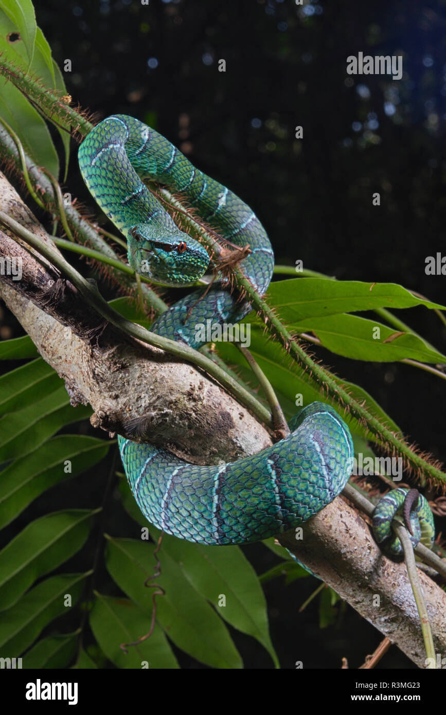 North philippine temple pit viper tropidolaemus subannulatus hi-res ...