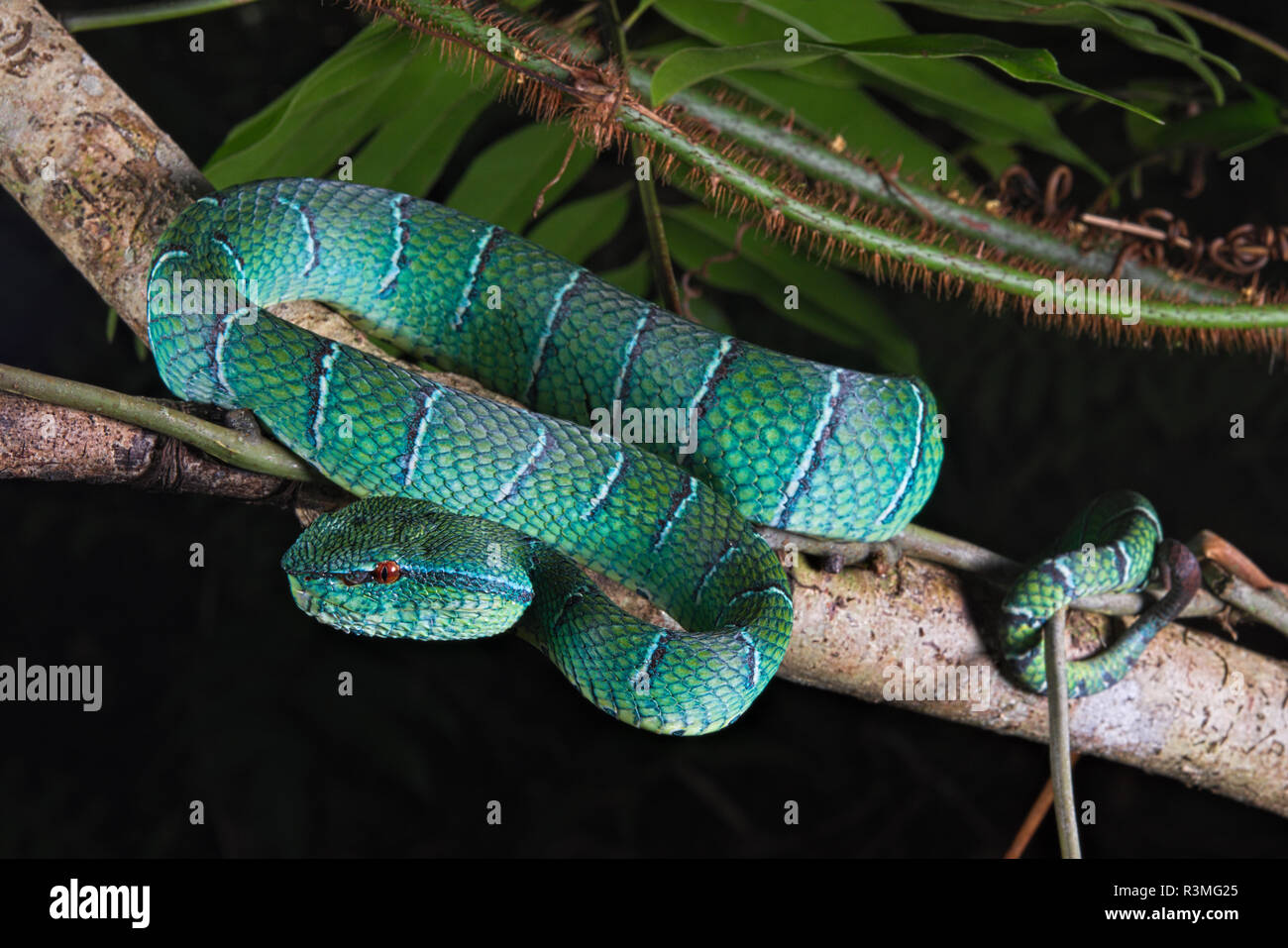 North philippine temple pit viper tropidolaemus subannulatus hi-res ...