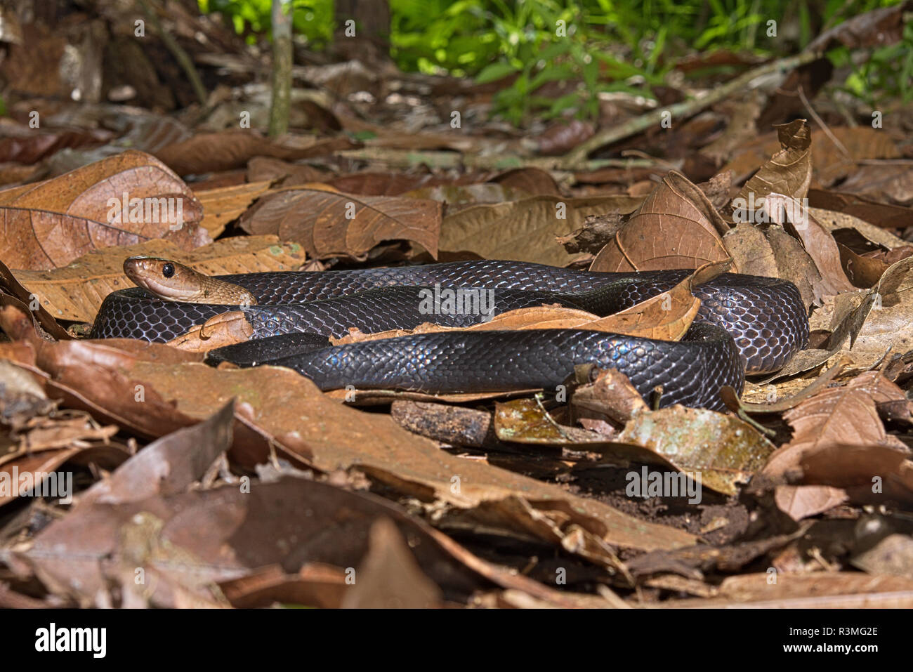 Coelognathus Stock Photos & Coelognathus Stock Images - Alamy