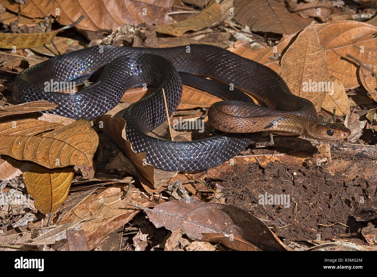 Sulawesi Ratsnake (Coelognathus erythrurus celebensis Stock Photo - Alamy