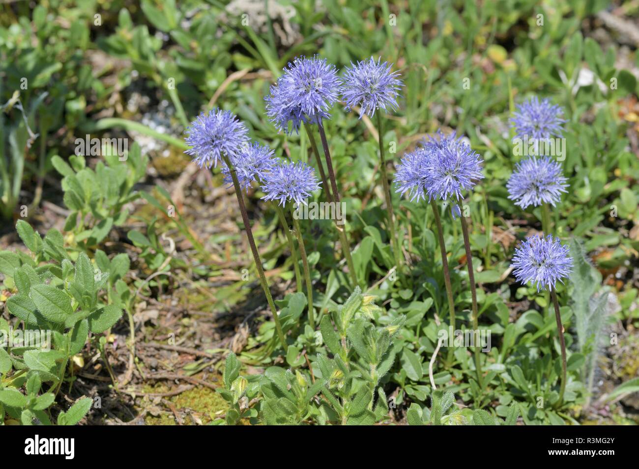 Globe Daisy (Globularia sp) flowers, Savoie, France Stock Photo - Alamy