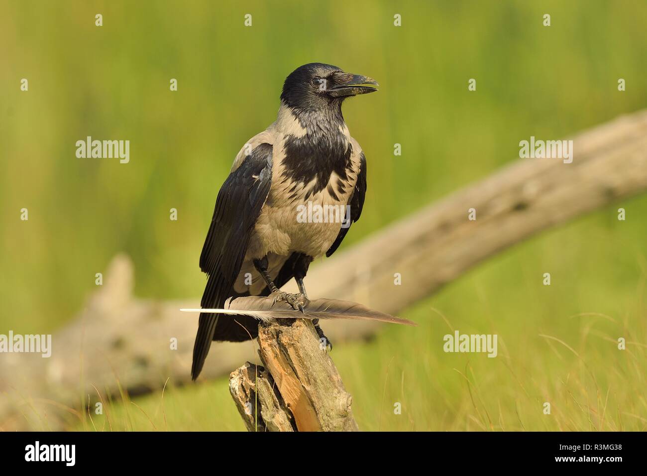 Hooded Crow (Corvus corone cornix) playing with a feather, Danube Delta ...