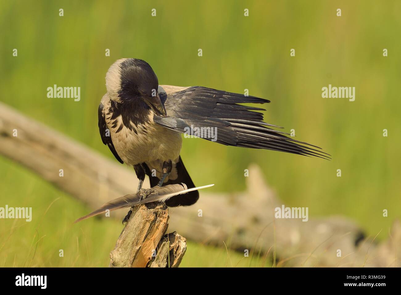 Hooded crow corvus corone cornix adult hi-res stock photography and ...