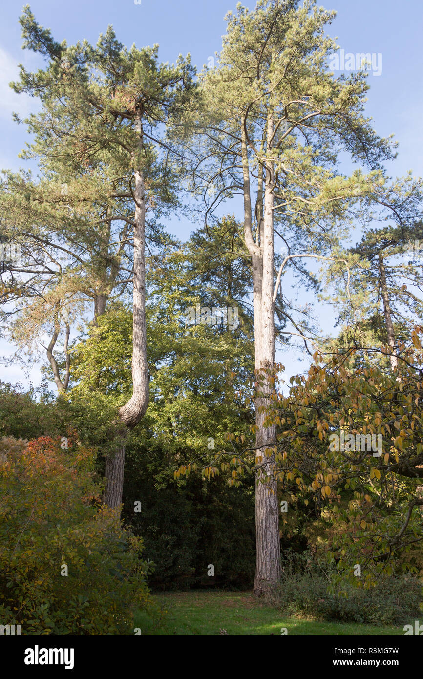 Crimean Pine tree, Pinus Nigra, National arboretum, Westonbirt ...