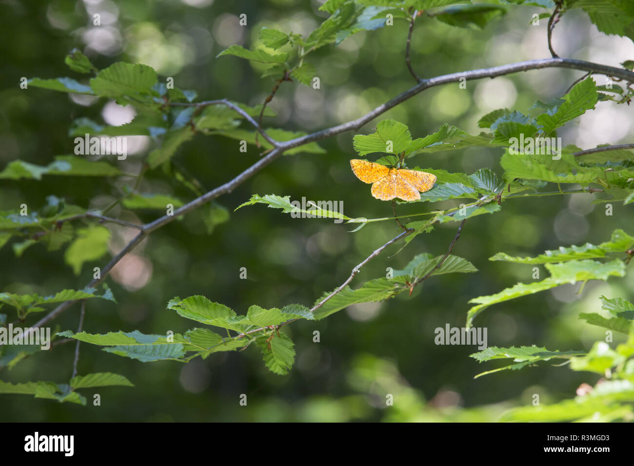 Orange Moth (Angerona prunaria) on the foliage of a beech in the spring ...