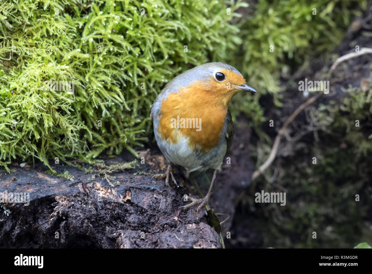 Lorraine robins hi-res stock photography and images - Alamy