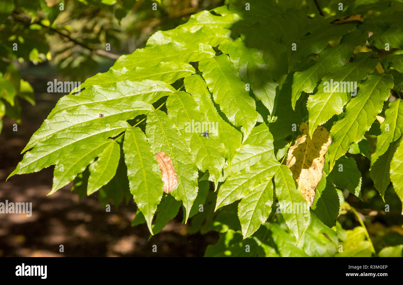Wing Nut High Resolution Stock Photography and Images - Alamy