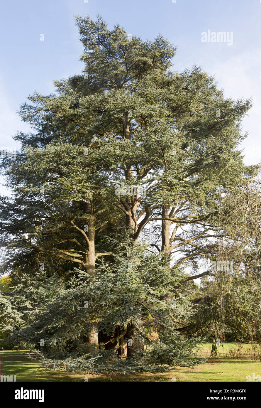 Blue Atlas cedar tree, cedrus atlantica, National arboretum, Westonbirt ...
