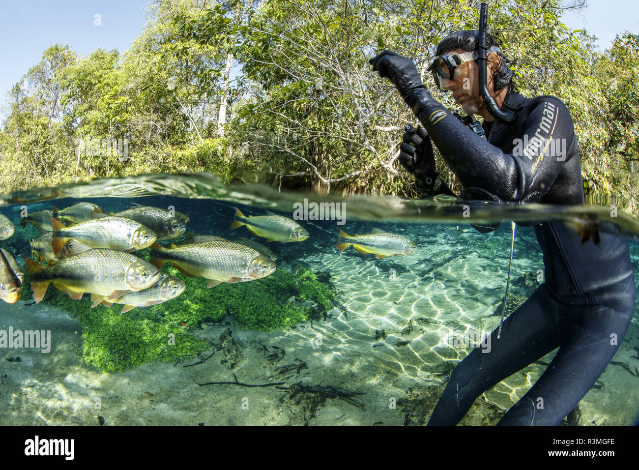 Piraputanga brycon hilarii hi-res stock photography and images - Alamy