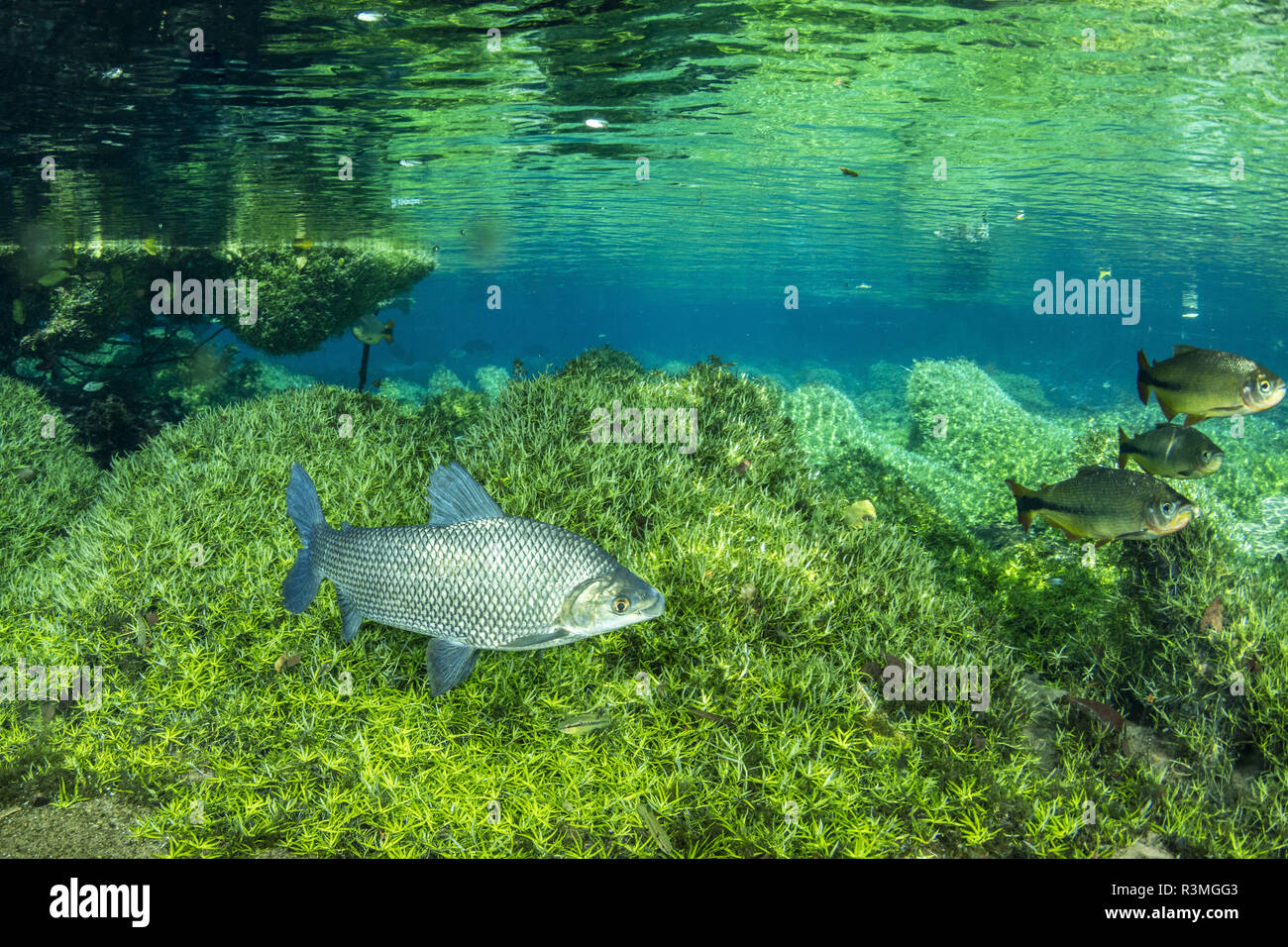 Prochilodus hi-res stock photography and images - Alamy