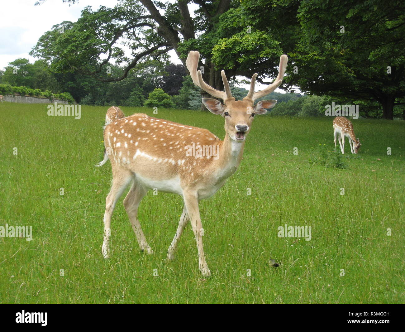 fallow deer on meadow Stock Photo - Alamy