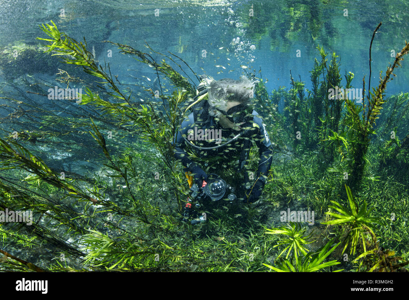 Scuba diver exploring a natural karst spring with clear water, Bonito ...